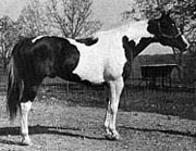 Performance Sires & Dams: By Jingo & Silver Jingo