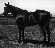 Performance Sires & Dams: Jet Deck, Moon Deck, Top Deck