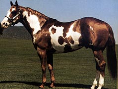 Performance Sires & Dams: Scribbles Junior, Scribbles, Our Sir Prize