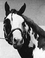 Performance Sires & Dams: Scribbles Junior, Scribbles, Our Sir Prize