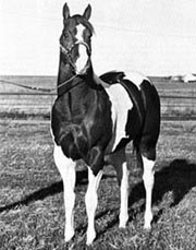 Performance Sires & Dams: By Jingo & Silver Jingo