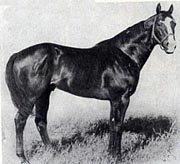 Performance Sires & Dams: Jet Deck, Moon Deck, Top Deck